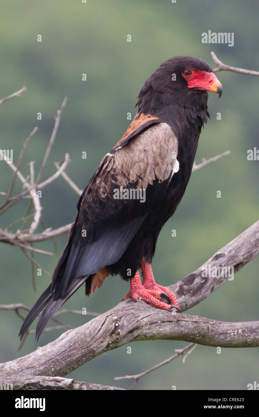 Bataleur eagles, uganda hi-res stock photography and images - Alamy