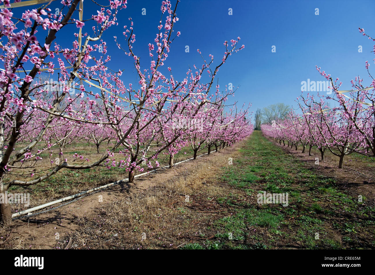 "Nectarine trees" with flowers in spring Stock Photo - Alamy