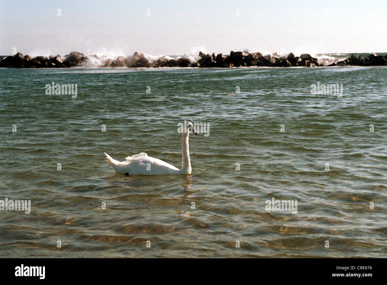 A swan on the Baltic Sea, Damp 2000, Germany Stock Photo - Alamy