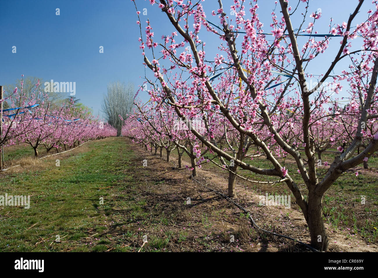 "Nectarine trees" with flowers in spring Stock Photo - Alamy