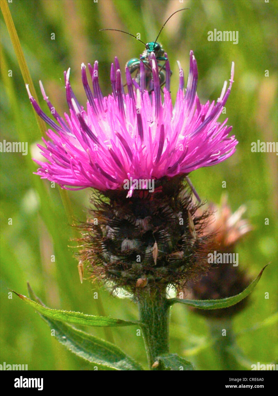 Common Knapweed (Centaurea nigra) UK wildflower grows to about 65cm ...