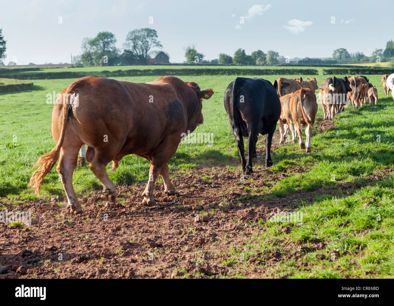 Beef cows hi-res stock photography and images - Alamy