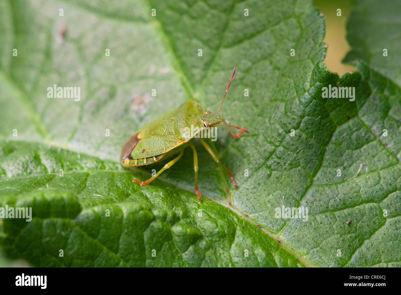 Common Green Shield Bug Palomena prasina adult on a leaf Stock Photo ...