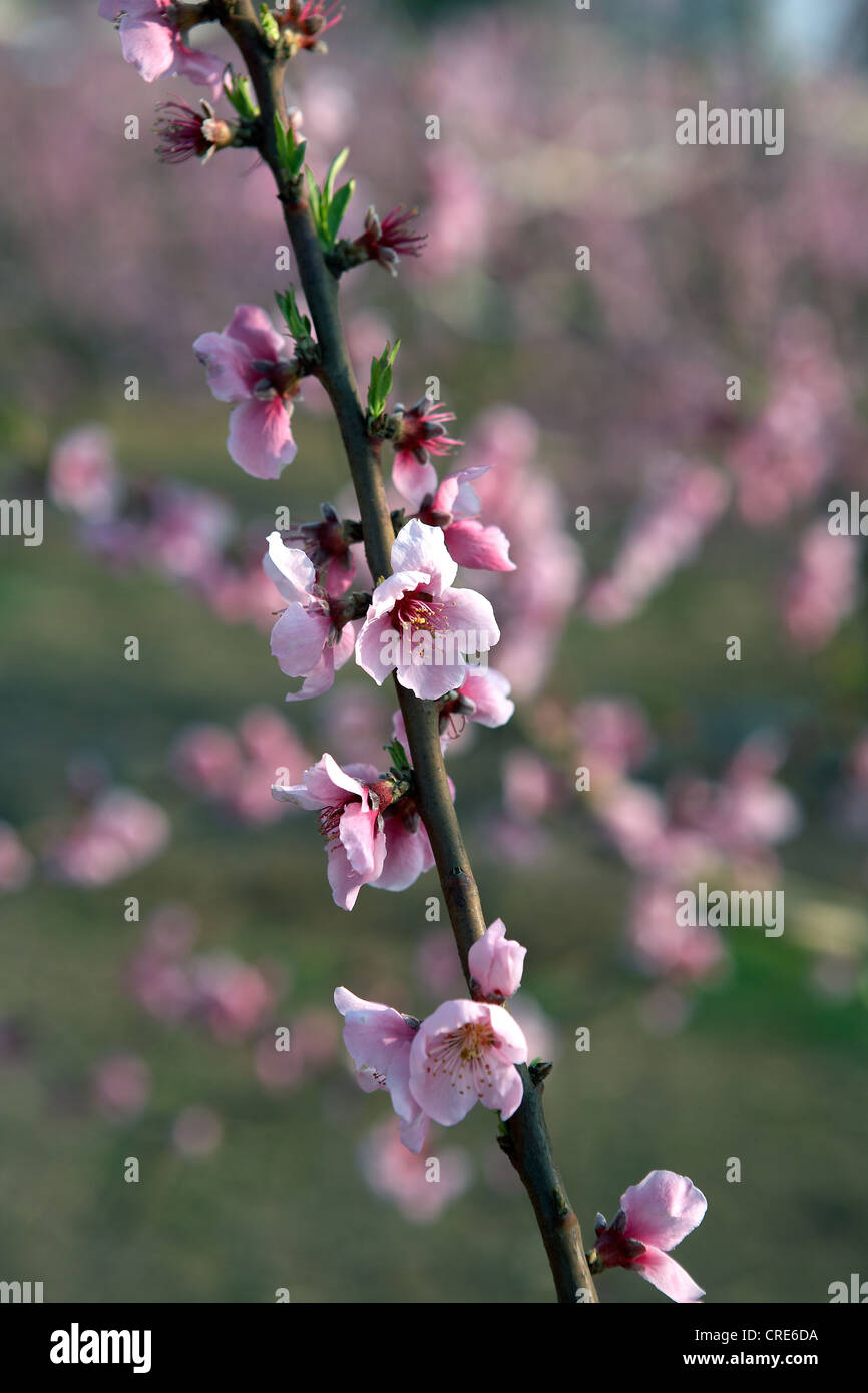 Branch of "nectarine trees" with flowers in spring Stock Photo - Alamy