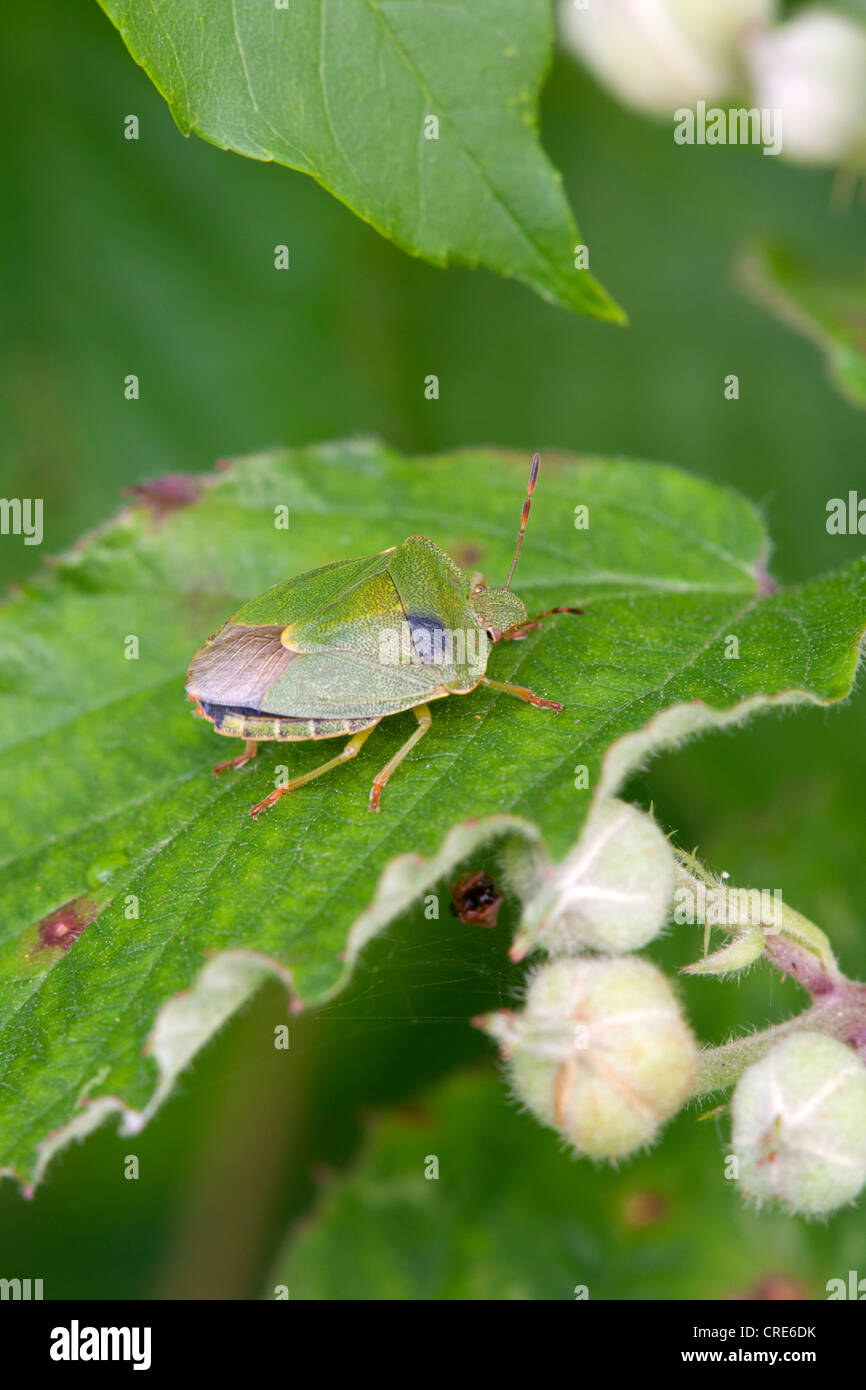 Common Green Shield Bug Palomena prasina adult at rest on a leaf Stock ...