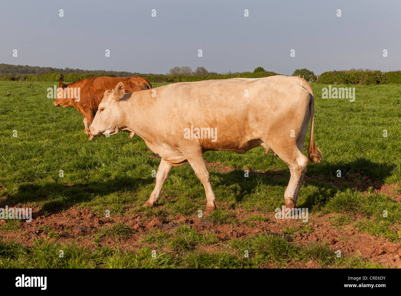 Limousin beef hi-res stock photography and images - Alamy
