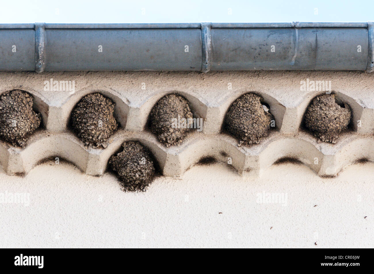 House Martin (Delichon urbica) nests under the eaves of a house in the ...