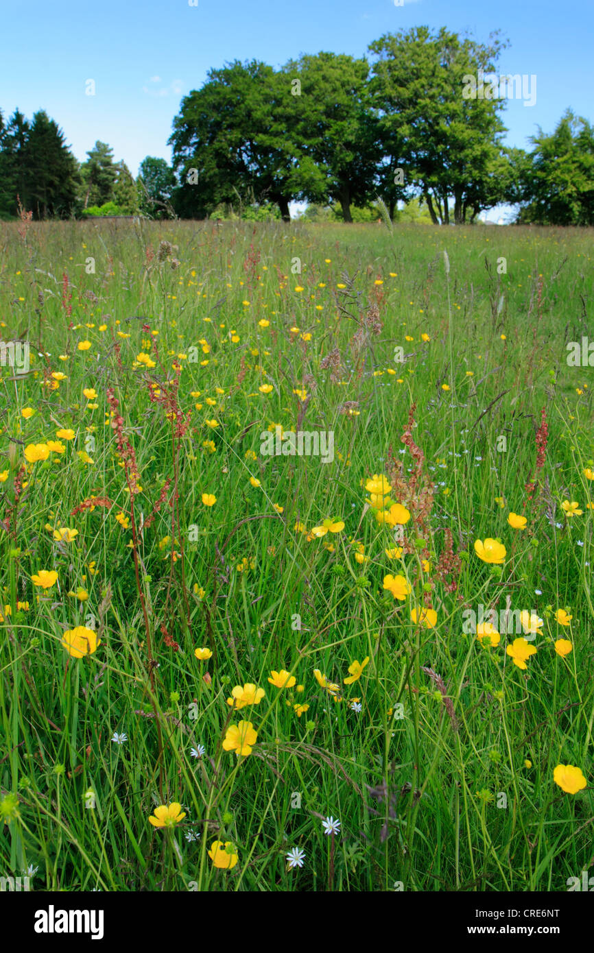 Great Pucklands Meadow, behind the home of Charles Darwin, Downe, Kent ...