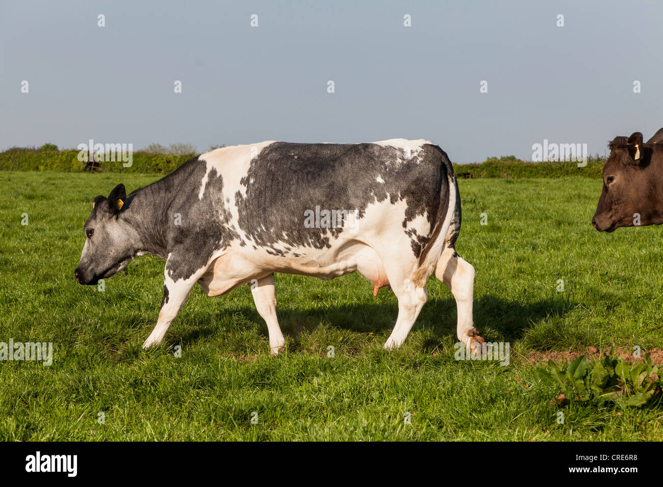 Belgian blue cow in field in Gloucestershire England UK Stock Photo - Alamy