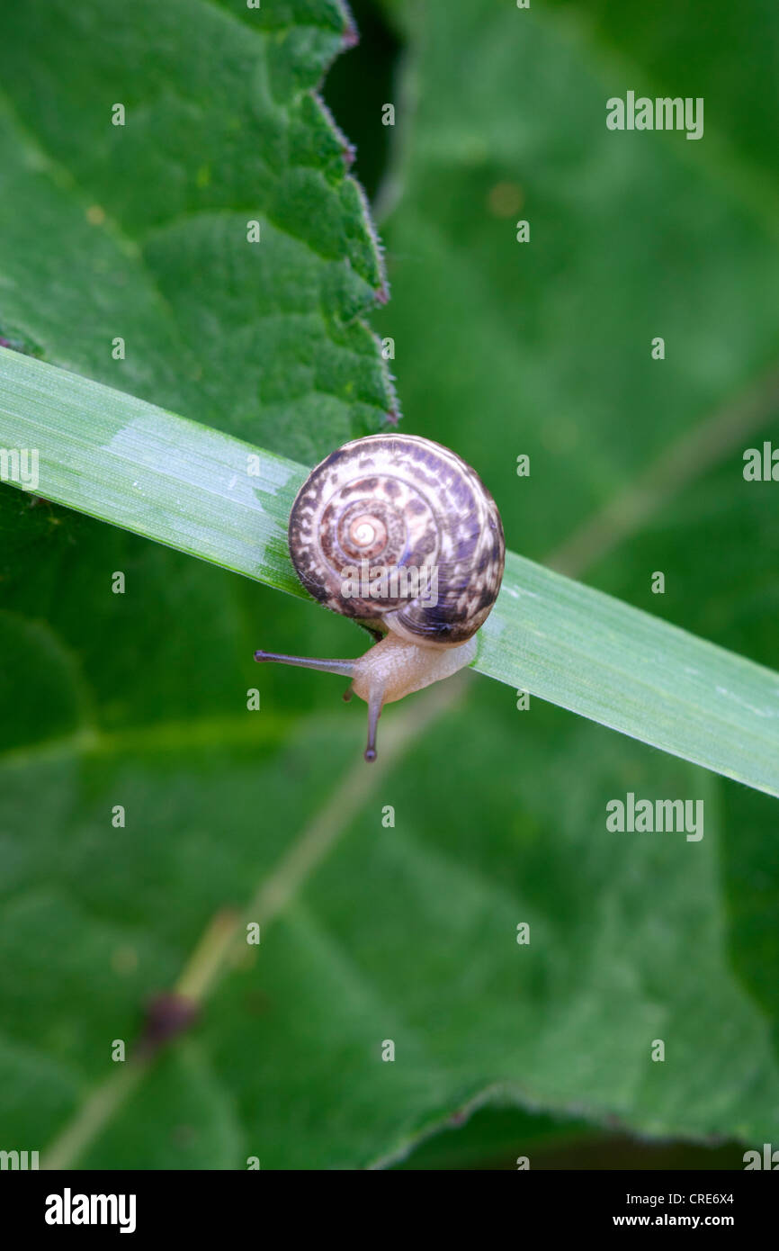 Snail Monacha cantiana on a grass leaf Stock Photo - Alamy