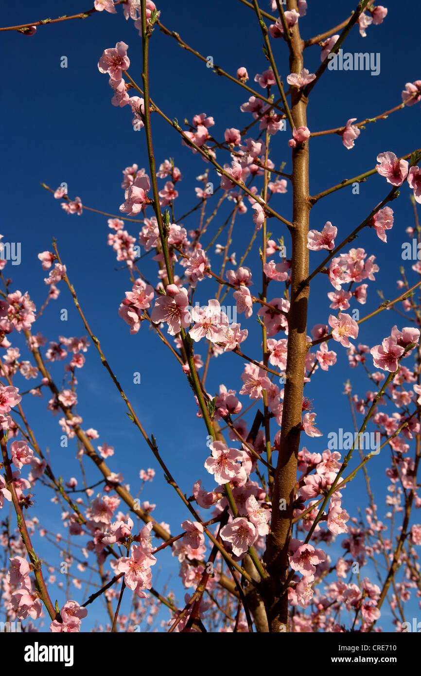 Branch of "nectarine trees" with flowers in spring Stock Photo - Alamy
