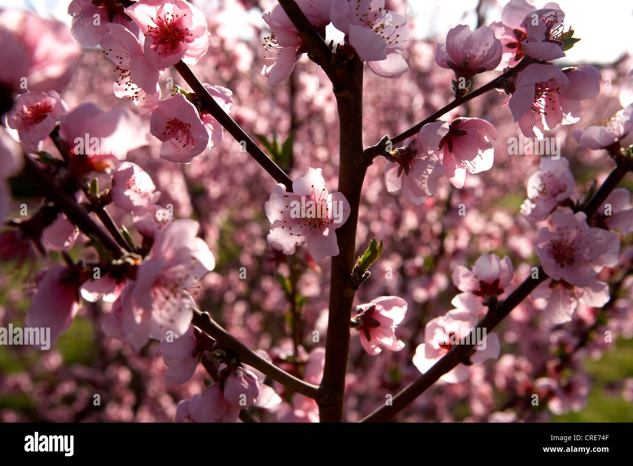 Branch of a "nectarine trees" with flowers in spring Stock Photo - Alamy