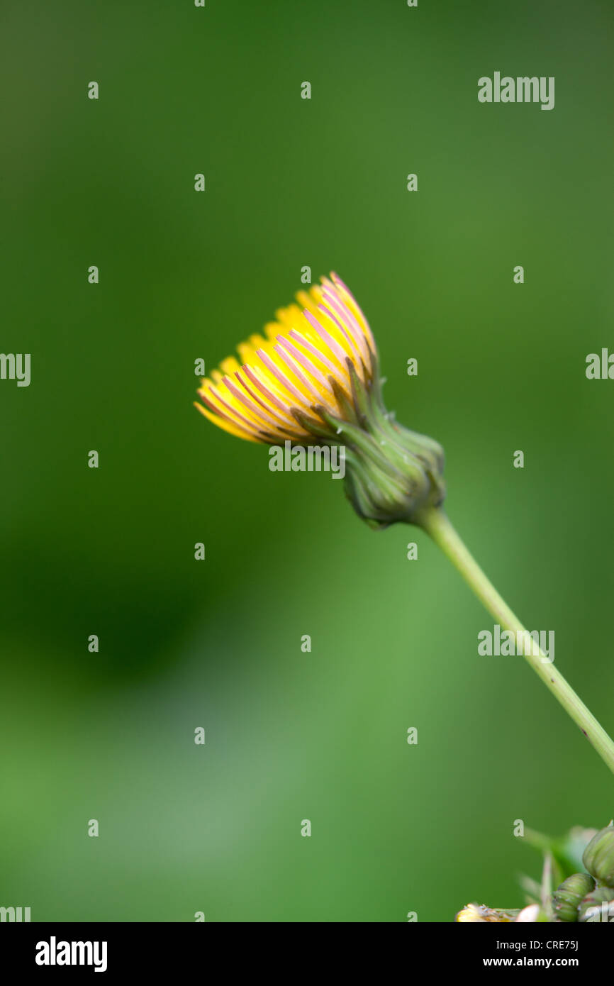 Rough South-thistle Sonchus asper close-up of flower Stock Photo - Alamy