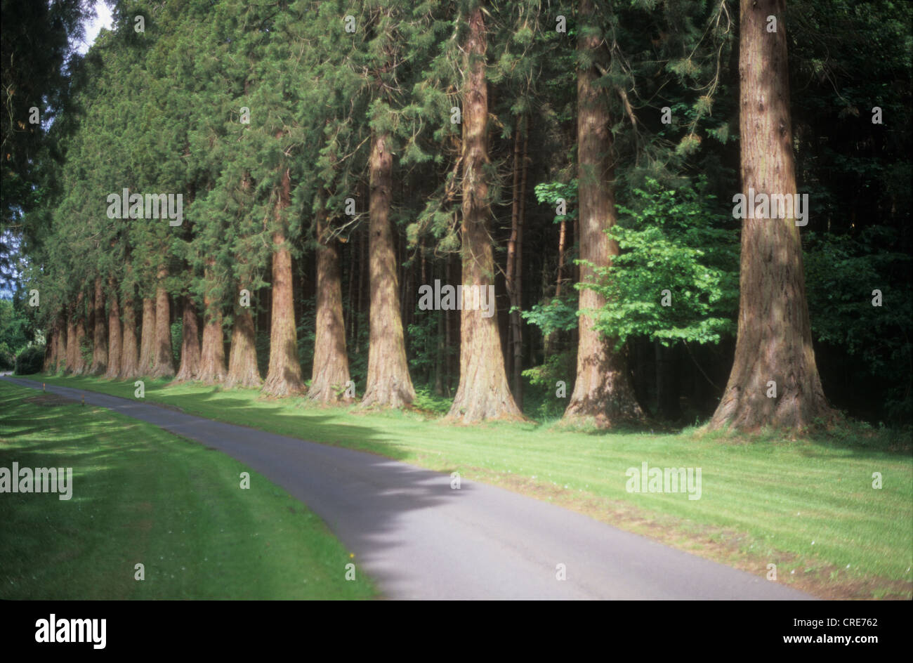Giant Redwood Trees flanking either side of a narrow road leading into ...