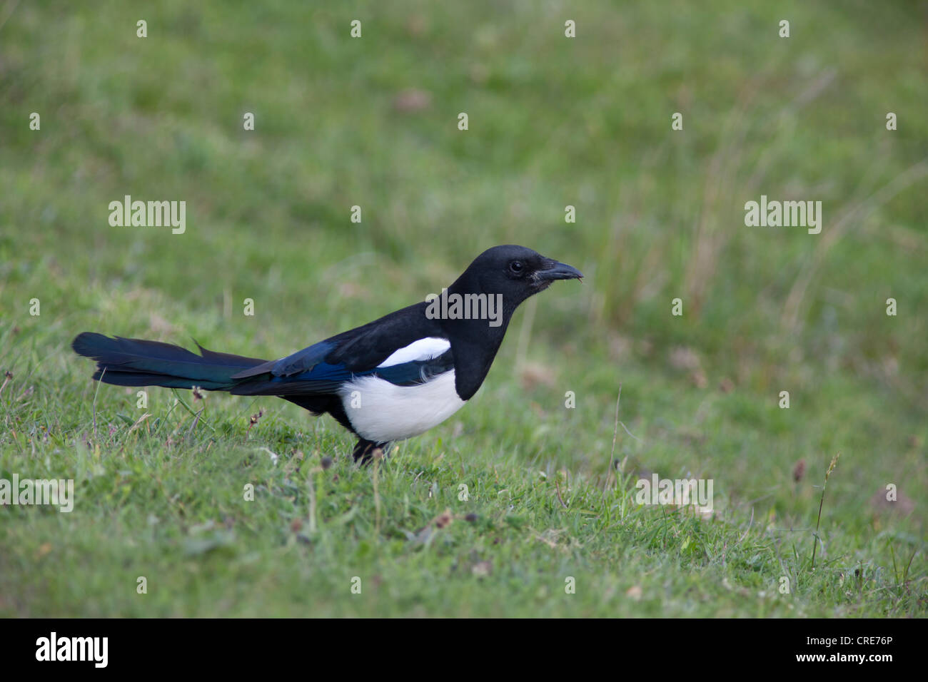 Black-billed Magpie Pica pica adult on the ground Stock Photo - Alamy
