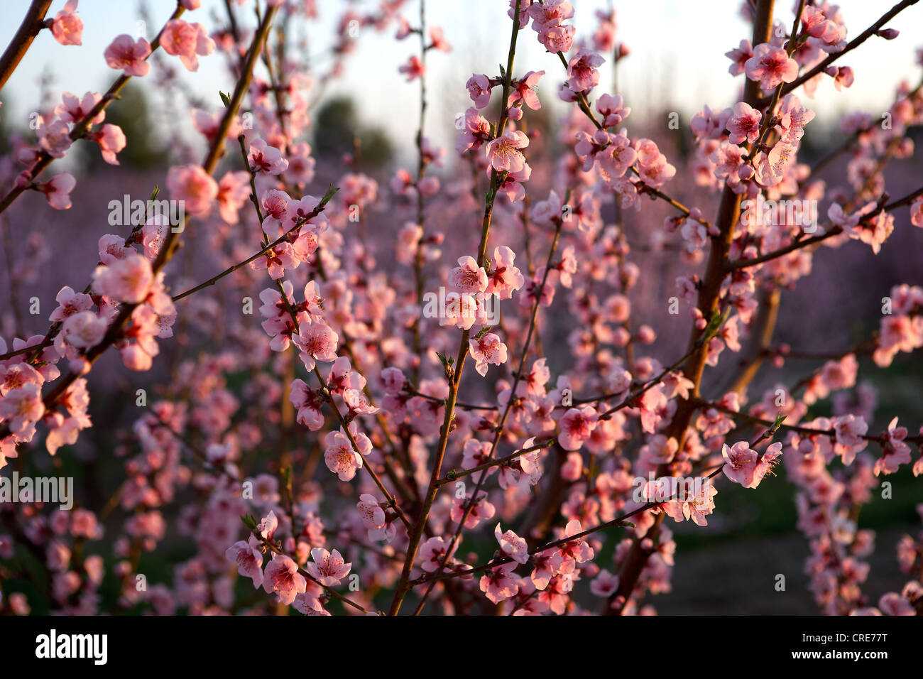 "Nectarine branch" with flowers in spring Stock Photo - Alamy