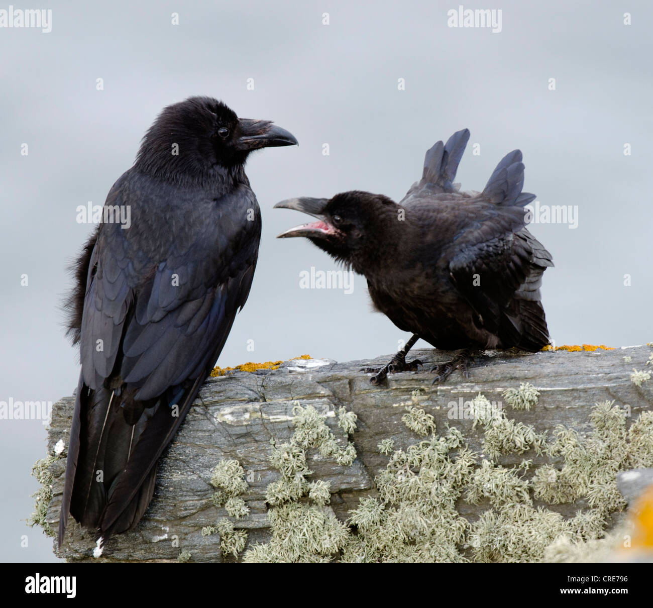 Corvus corax,Raven family, fledgling begs for food from adult Stock ...