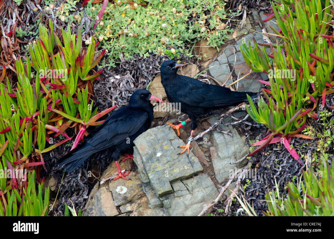 Fledgling crow hi-res stock photography and images - Alamy