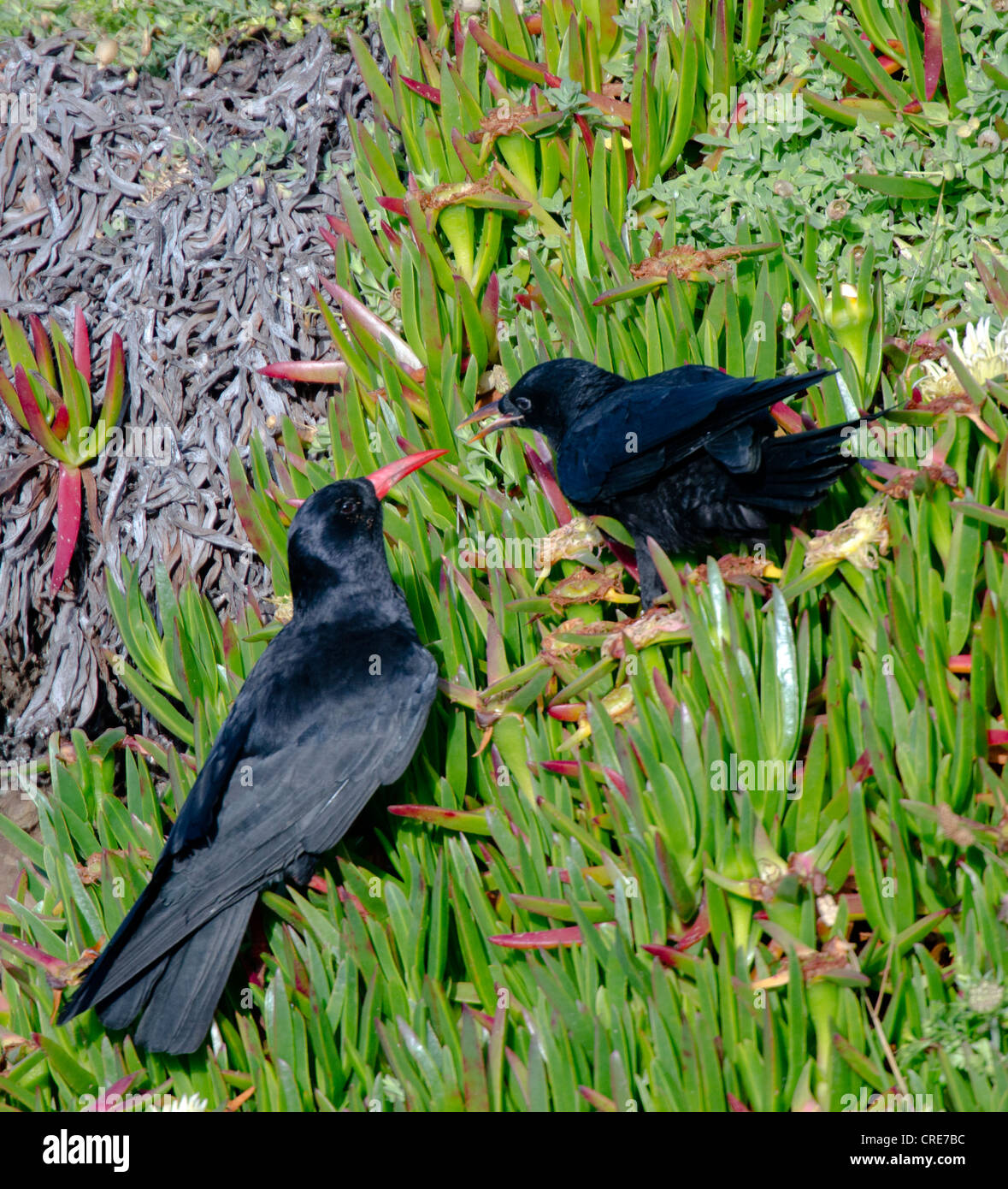 Chough habitat hi-res stock photography and images - Alamy