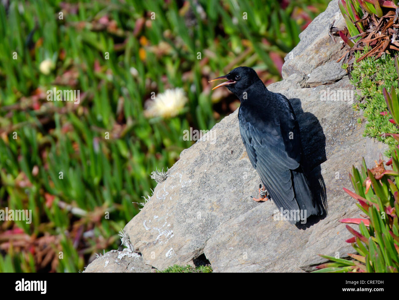 Pyrrhocorax, Young Cornish Chough on cliffs at Lizard point Cornwall ...