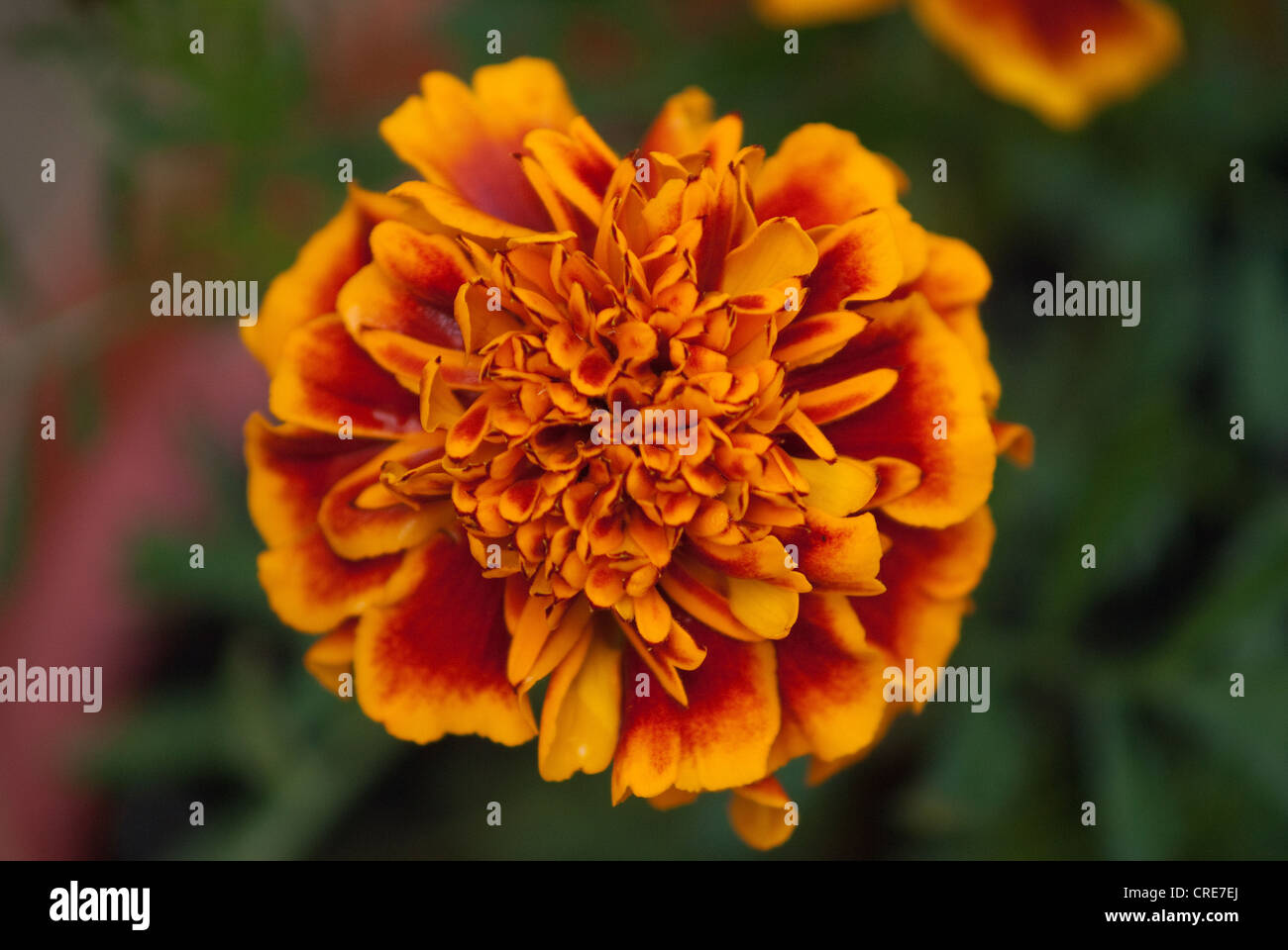 a close view of this flower Stock Photo - Alamy