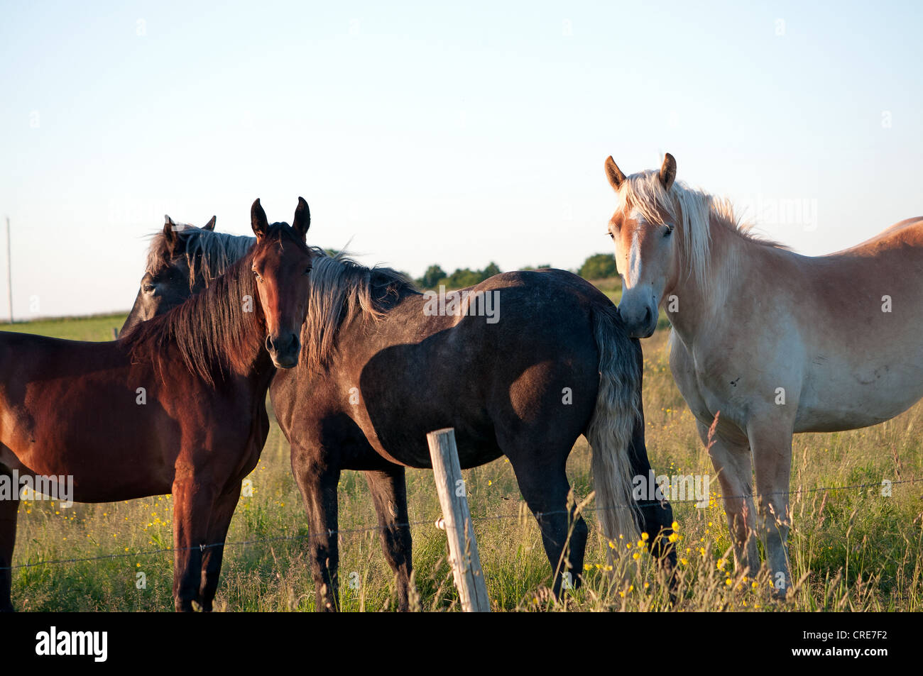 Three horses in field Stock Photo - Alamy