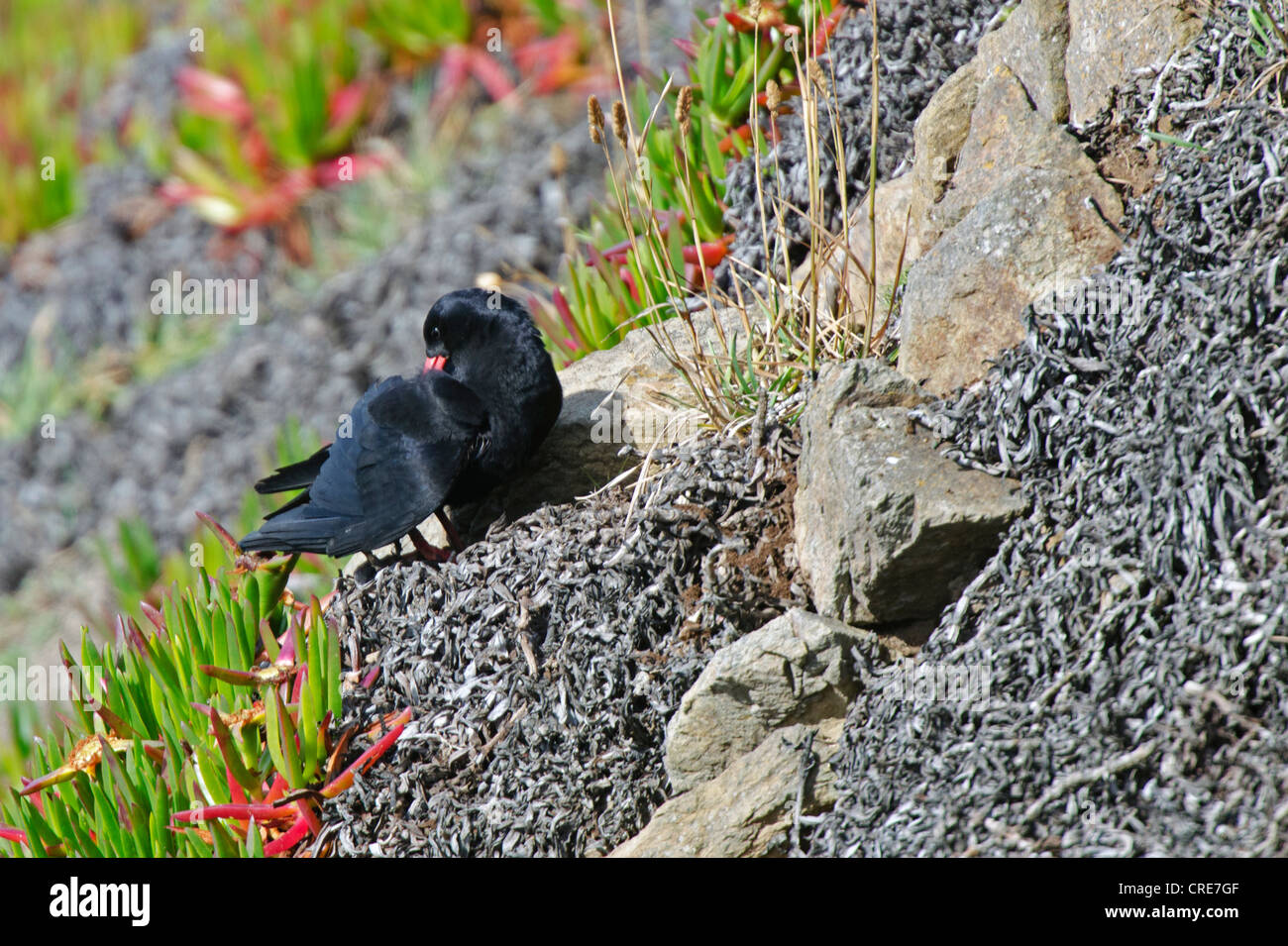 Pyrrhocorax, Cornish Chough preening on cliffs at Lizard point Cornwall ...