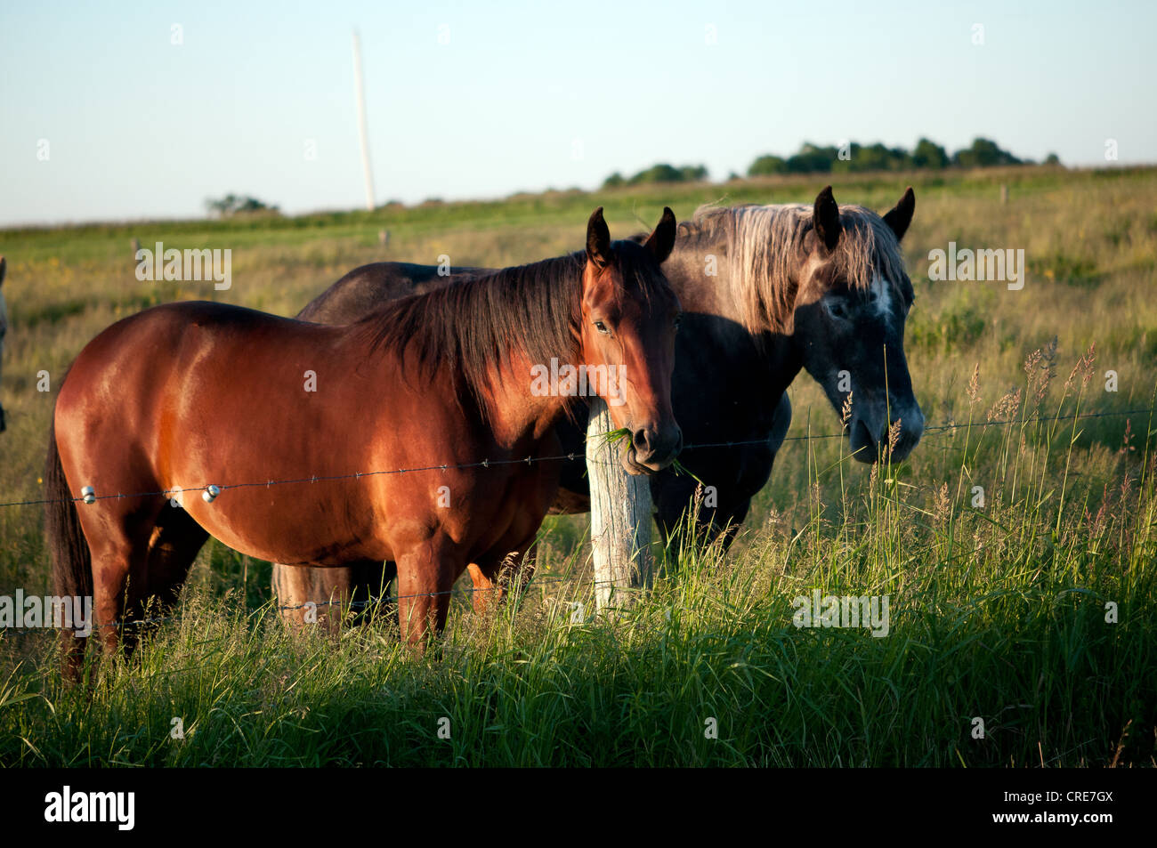 Two horses in field Stock Photo - Alamy