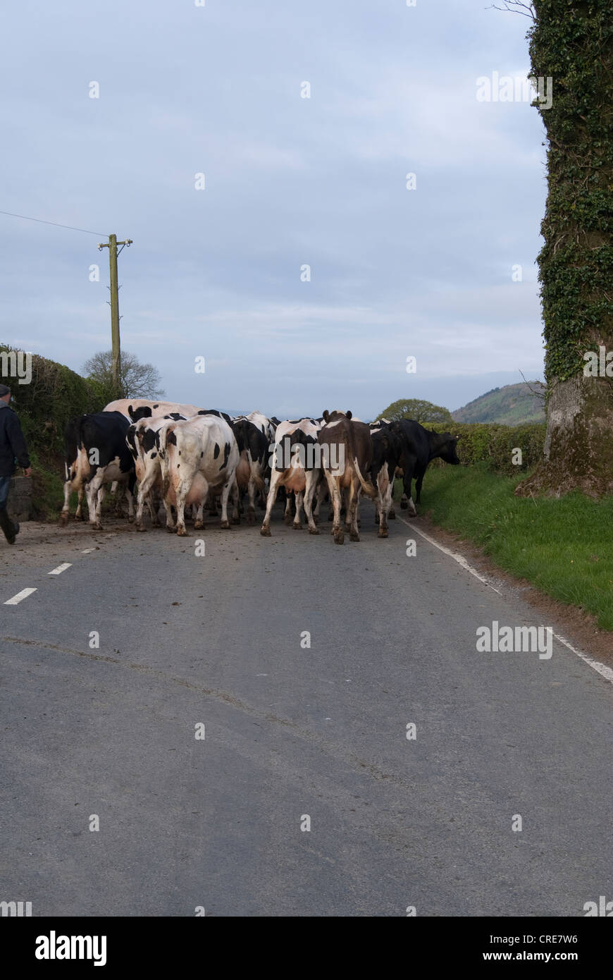 a road block country style the cattle are being moved back to the lush ...
