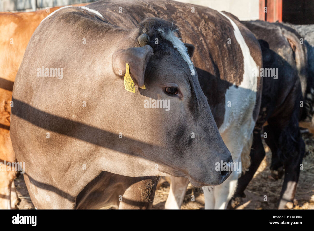 Belgian blue cow hi-res stock photography and images - Alamy