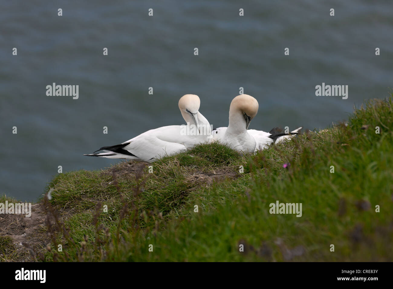 Northern Gannet Sula bassana adults in breeding plumage preening Stock ...