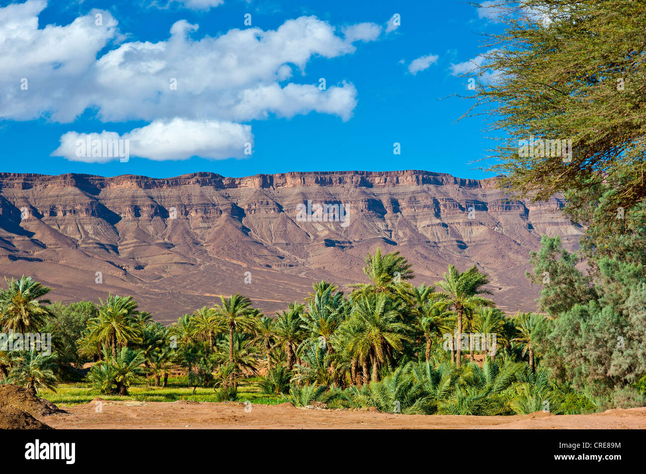 Palm trees and small fields near the mountain chain of the Djebel ...