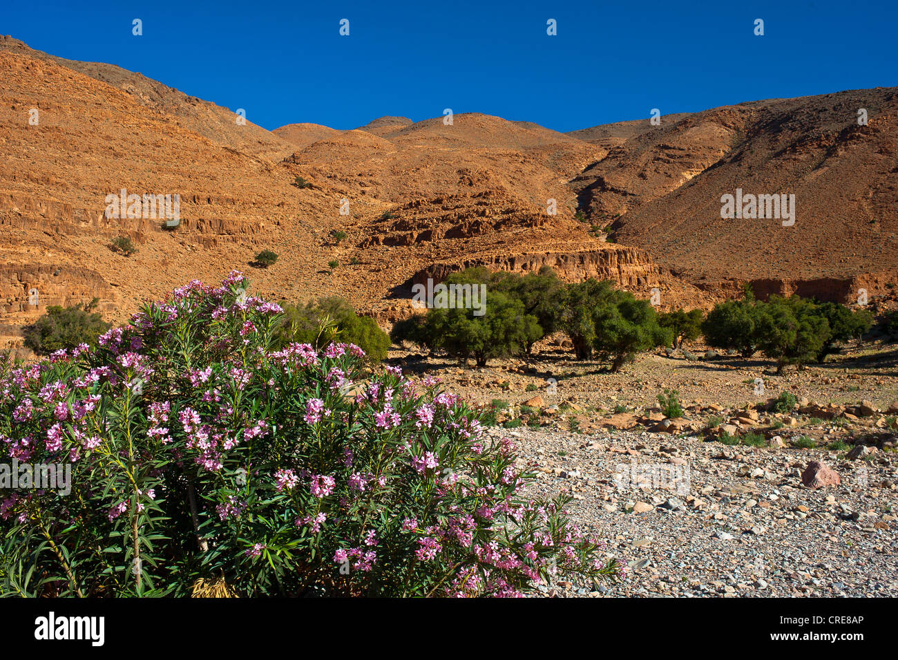 Nerium oleander dry hi-res stock photography and images - Alamy