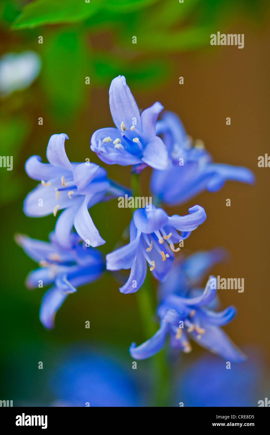 Delicate bluebell flowers in full bloom Stock Photo - Alamy