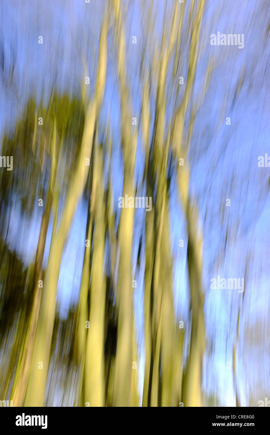 tall slender tree trunks using Impressionistic photography technique ...