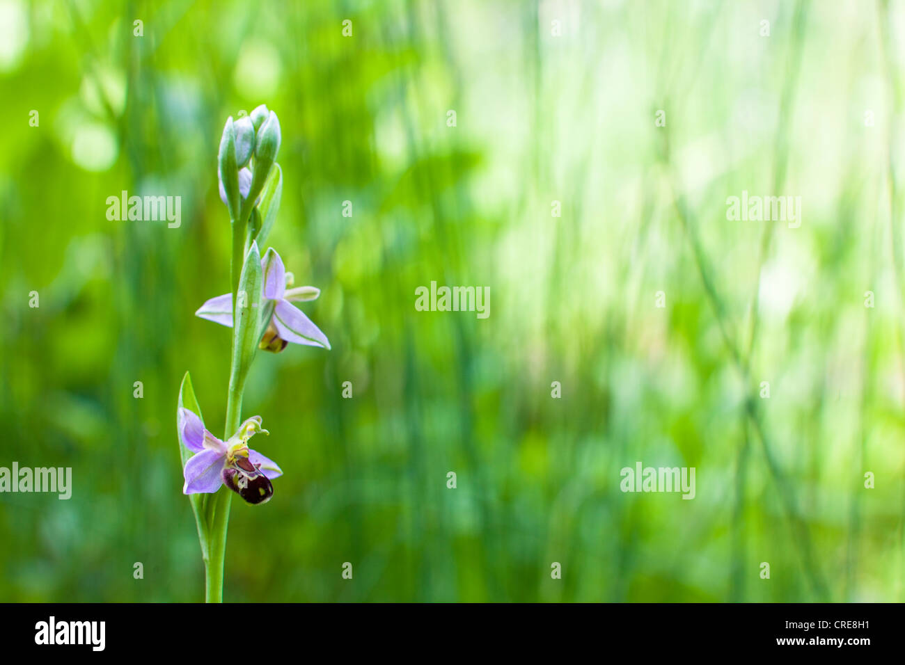 Orchid pollination mimic bee hi-res stock photography and images - Alamy