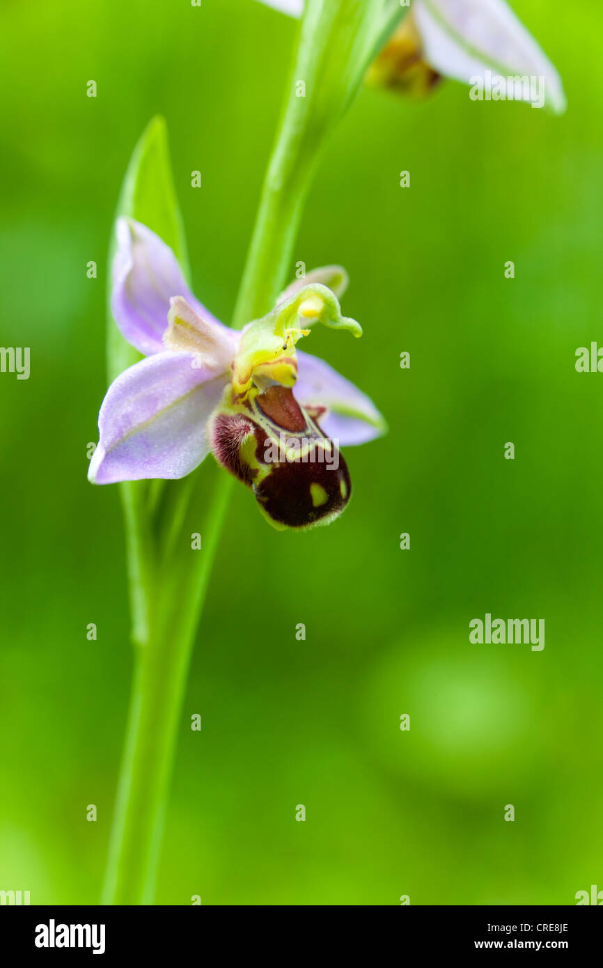 Orchid pollination mimic bee hi-res stock photography and images - Alamy