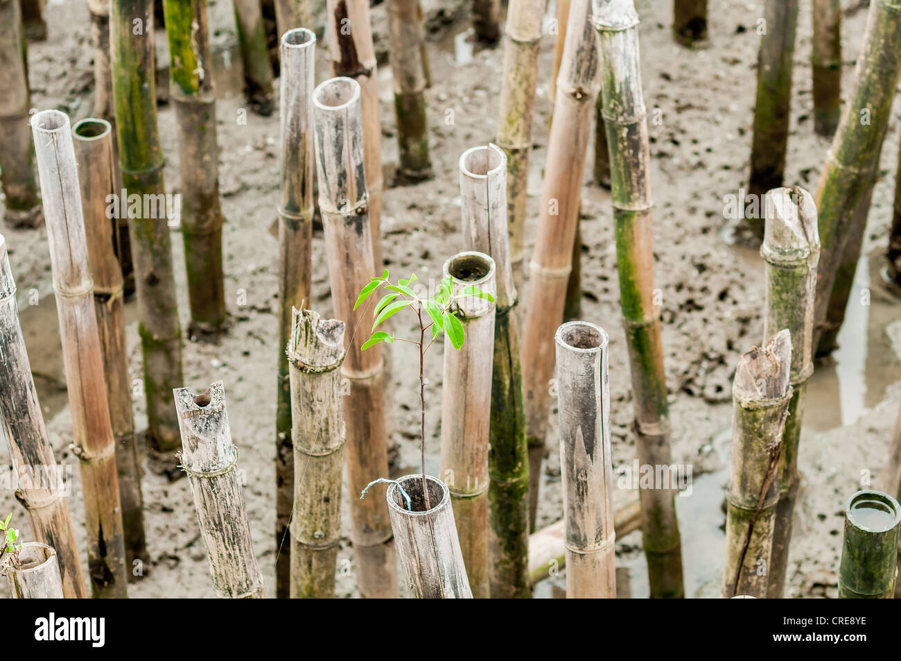 Single mangrove plant hi-res stock photography and images - Alamy