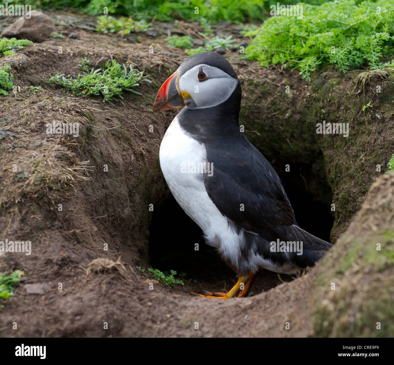 Atlantic puffin nest burrow hi-res stock photography and images - Alamy