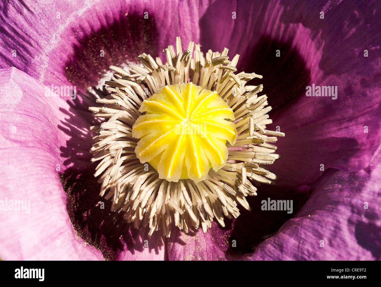 Closeup of a Purple Opium Poppy Flower with Yellow Central Seed-Head in ...