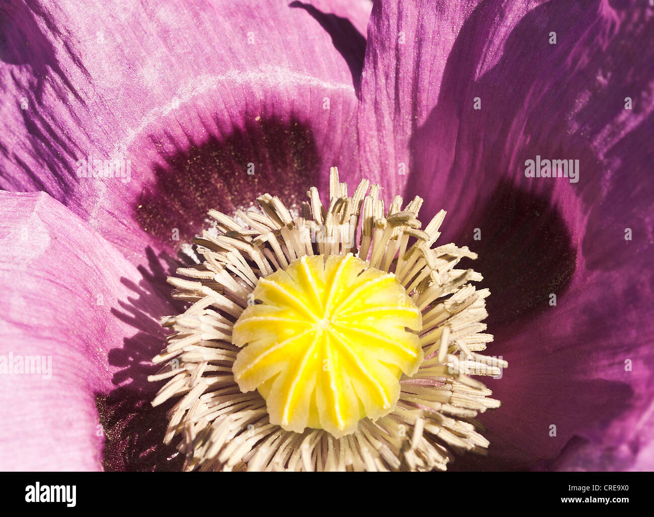 Four petal poppy hi-res stock photography and images - Alamy