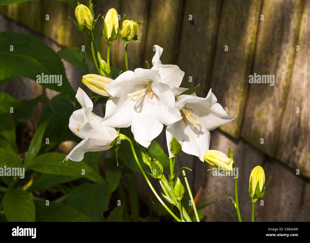 Bell Shape Flowers Stock Photos & Bell Shape Flowers Stock Images - Alamy