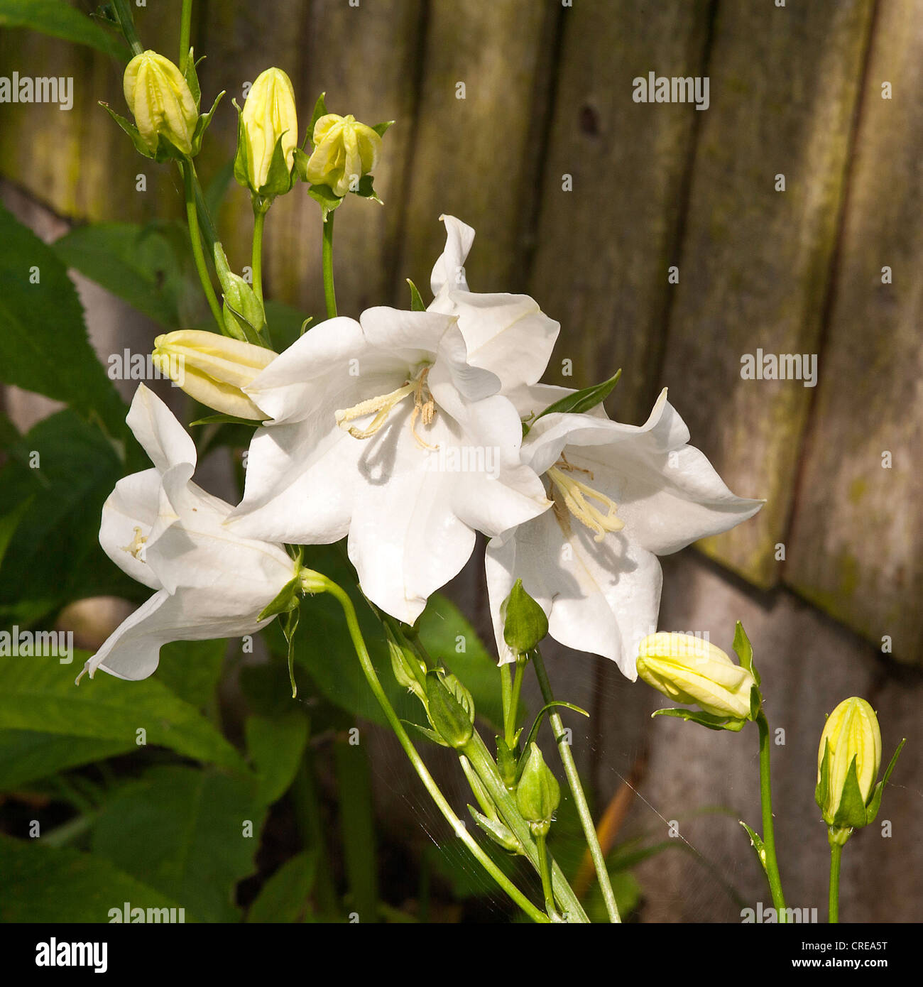 Bellflower canterbury bell hi-res stock photography and images - Alamy