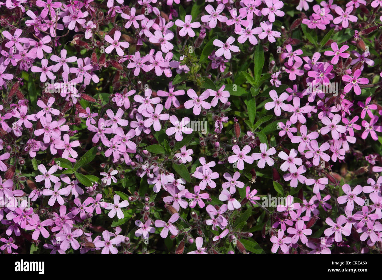 Soap bush hi-res stock photography and images - Alamy