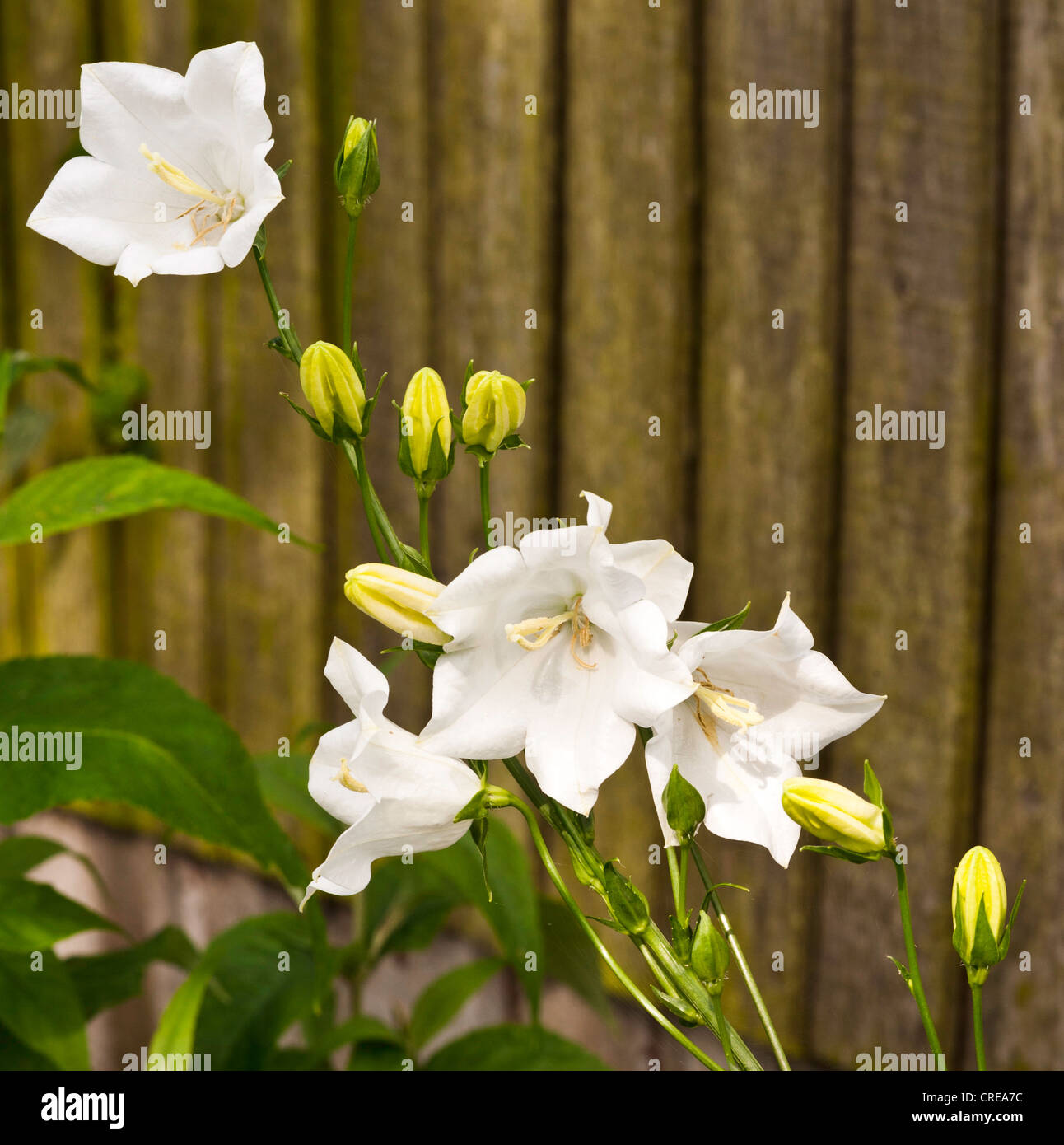 Closeup of White Canterbury Bell Flowers Campanula in a Cheshire Garden ...