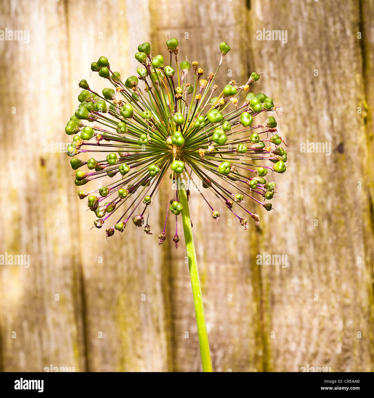 Dense Spherical Shaped Umbel of a Purple Allium Seed-Head Flower in a ...