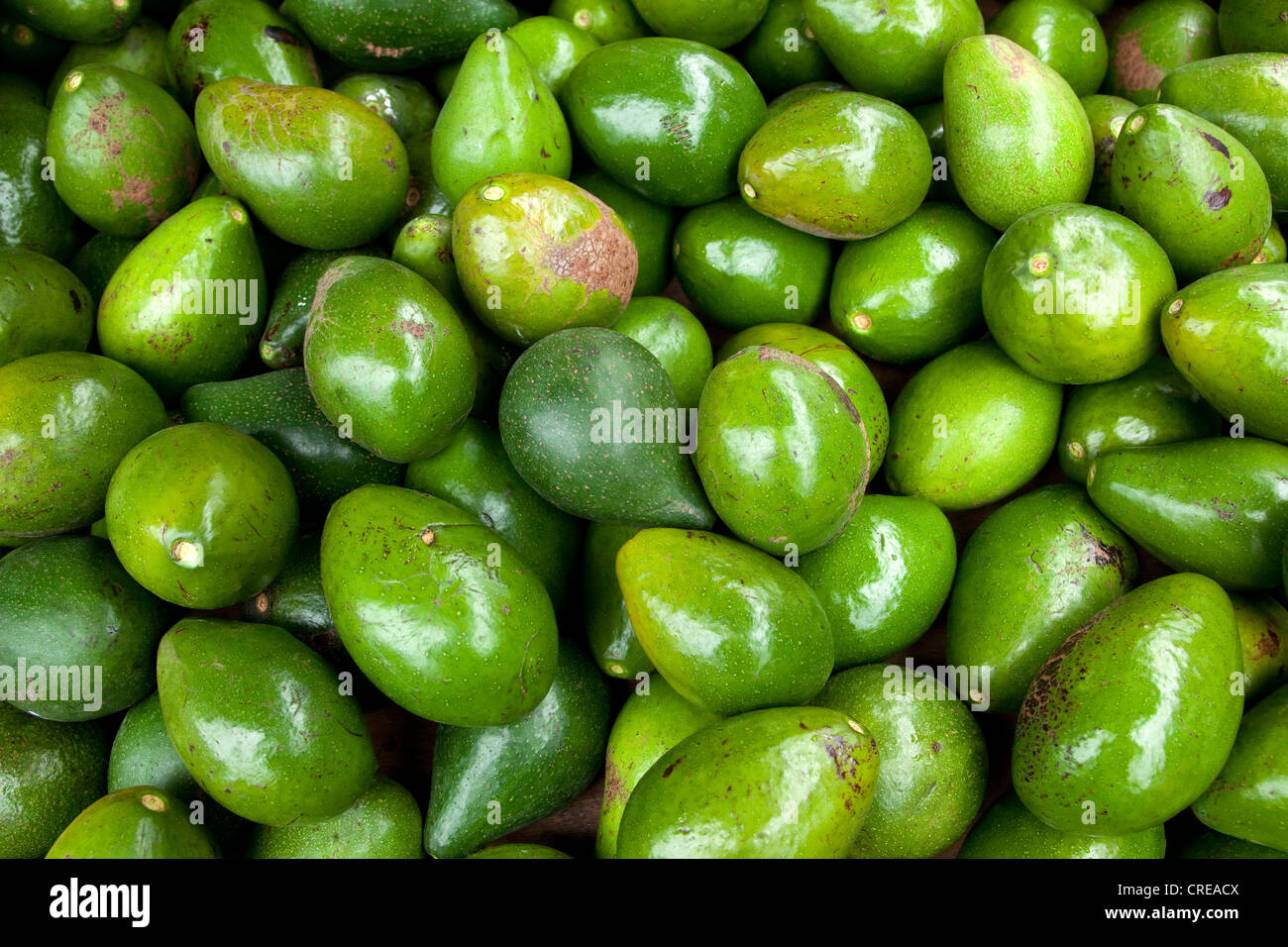 Avocados (Persea americana) on the market in Saint-Paul, La Reunion ...
