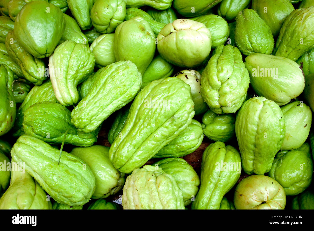 Chayote fruits (Sechium edule), a vegetable grown mostly in the Cirque ...