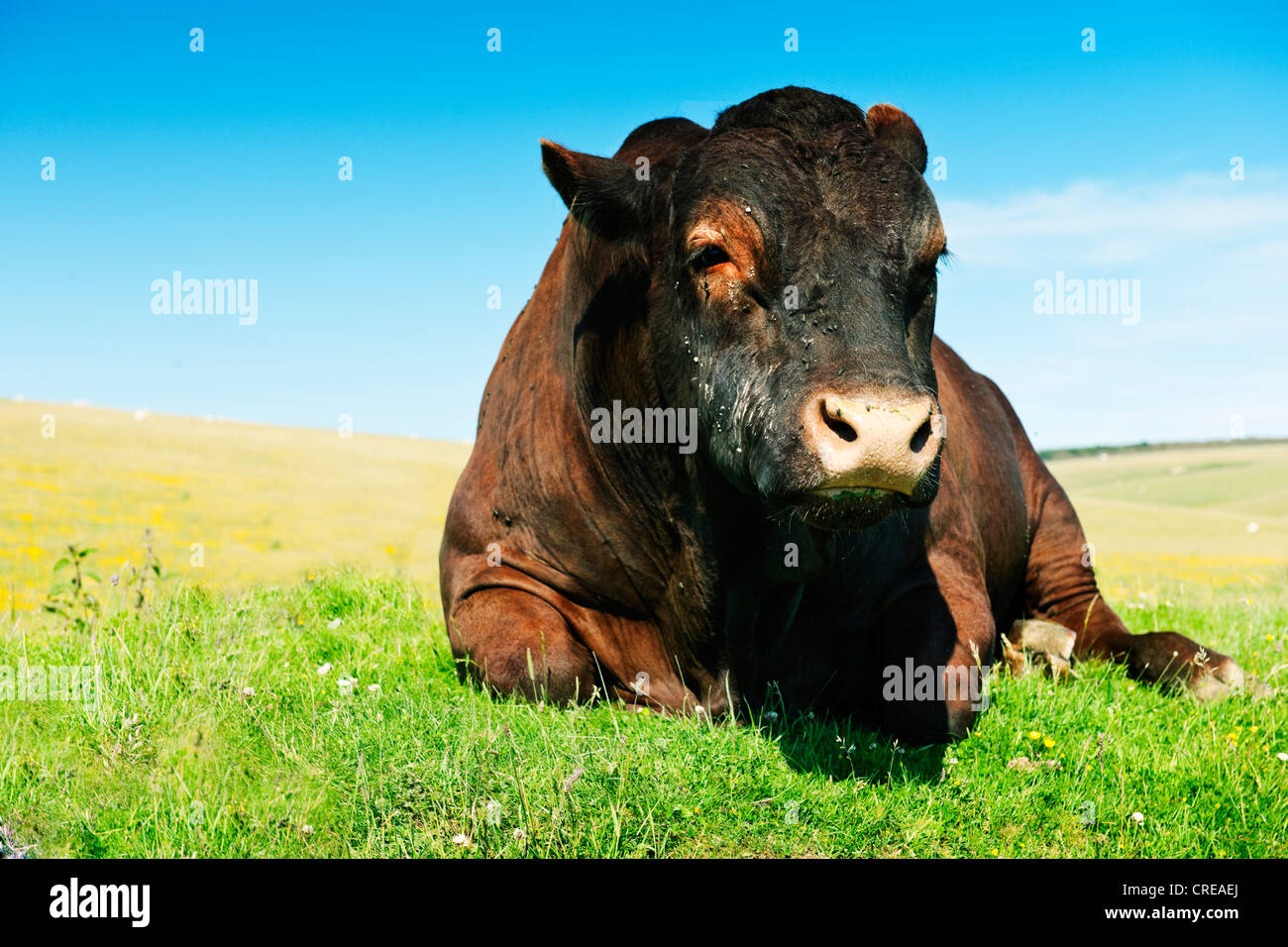 Hot and bothered hi-res stock photography and images - Alamy