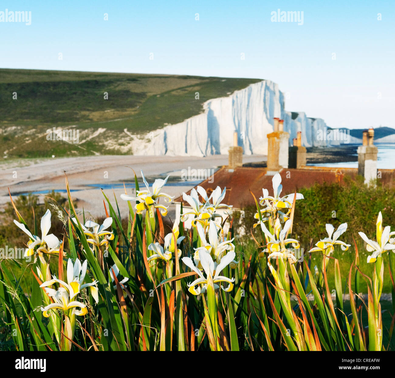 Irises growing in front of cottage on the South Downs overlooking Seven ...
